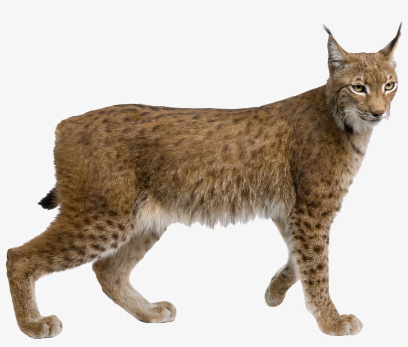 Lynx Png Picture - Lynx Standing - 2048x1483 PNG Download - PNGkit