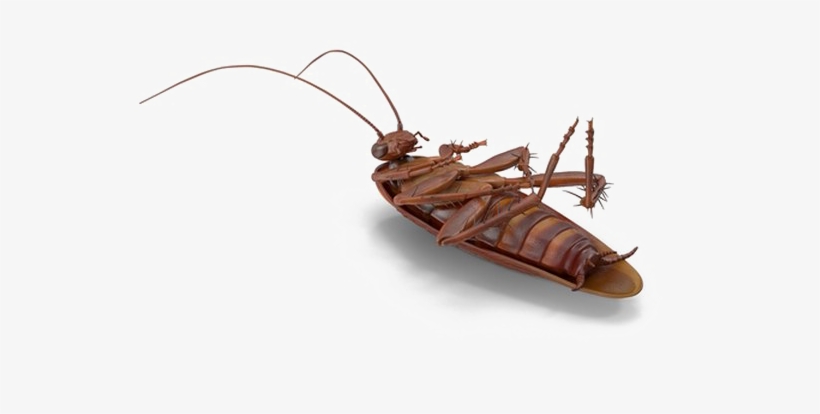 Cockroach Png No Background - Cockroach - 720x720 PNG Download - PNGkit