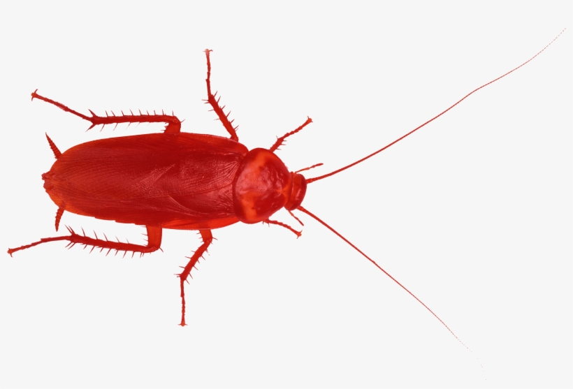 Red Cockroache Red Cockroache - Red Cockroach - 1812x1143 PNG Download ...