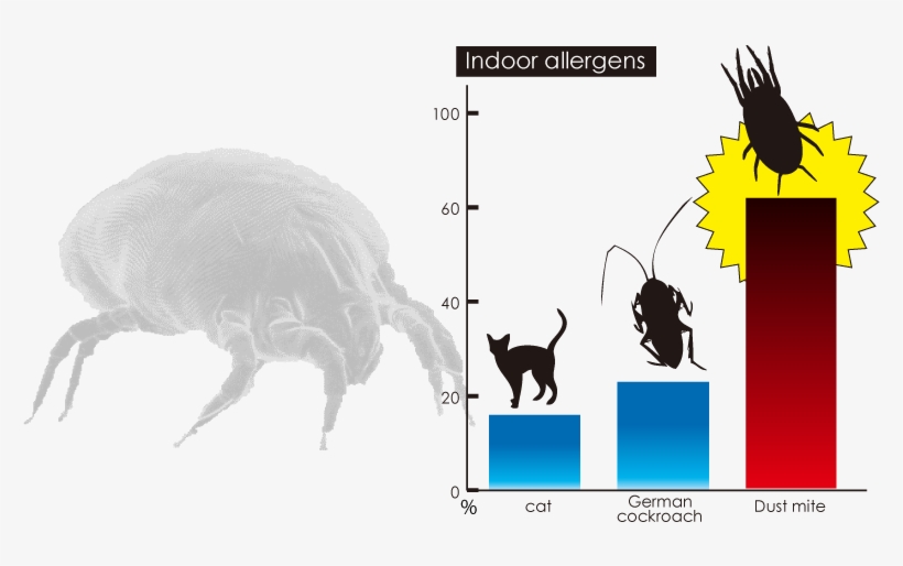 Dust Mites Size