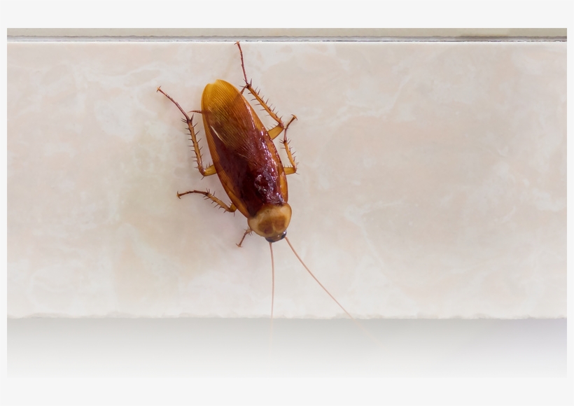 Locally Owned And Operated - Cockroach - 800x500 PNG Download - PNGkit