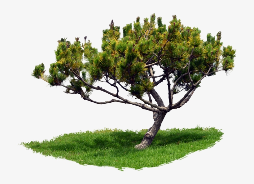 Park Trees Png Graphic Transparent Stock - Tree - 1024x678 PNG Download ...