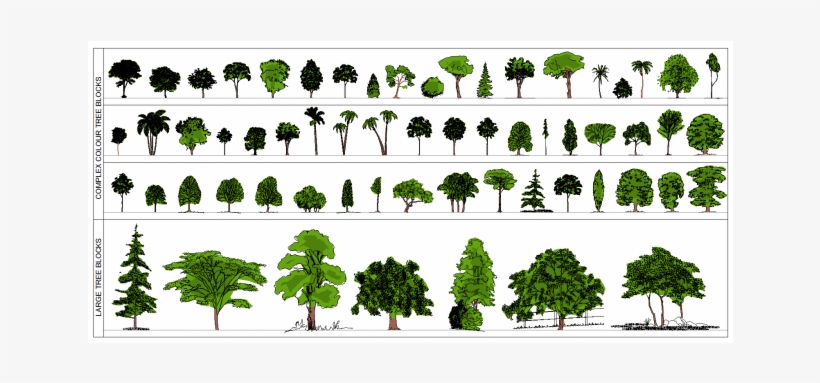 Download Transparent Plan And Elevation Of Trees - PNGkit