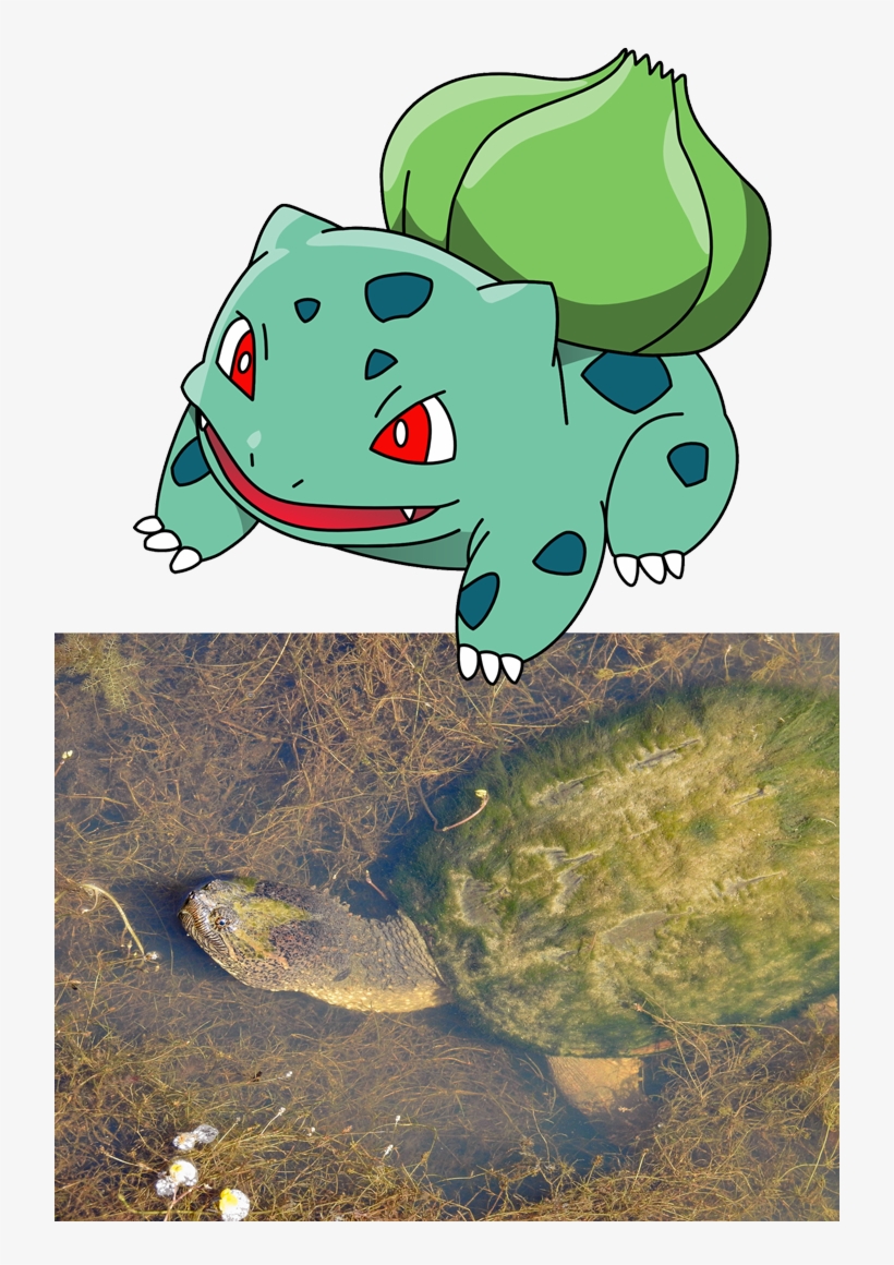 A Snapping Turtle Bearing A Growth Of Algae Is One - Pokemon Water ...