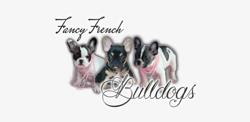 Fancy French Bulldogs - French Bulldog - 1024x352 PNG Download - PNGkit