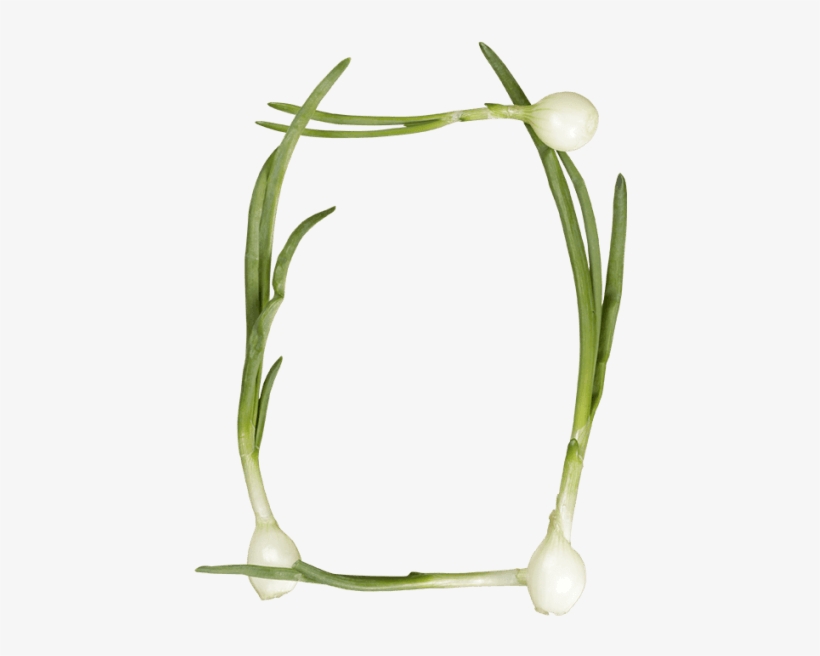 Green Onions Font - Hierochloe - 595x595 PNG Download - PNGkit