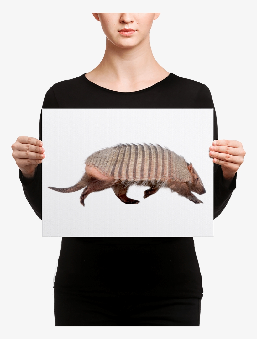 Armadillo Canvas - Canvas Print - 1000x1000 PNG Download - PNGkit