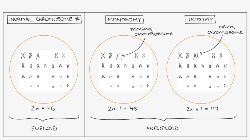 Download Transparent Diagram Illustrating Euploidy And Aneuploidy ...
