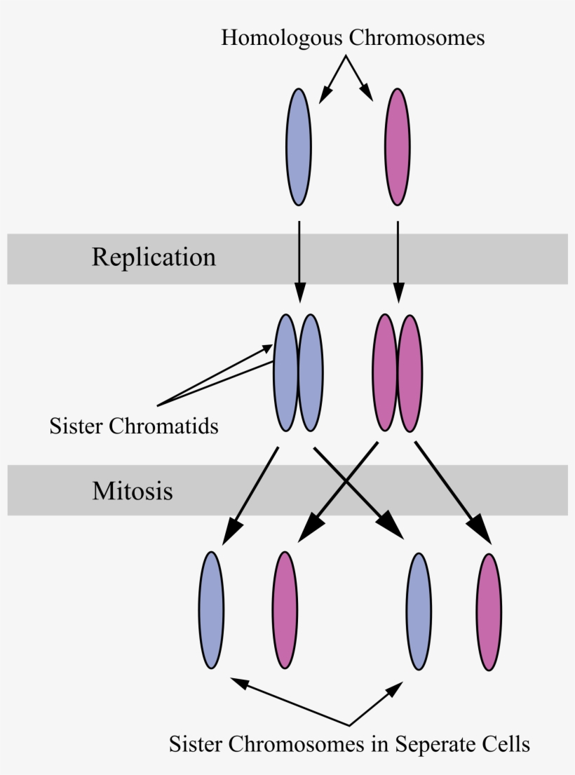 Sister Chromatids - 2000x2667 PNG Download - PNGkit
