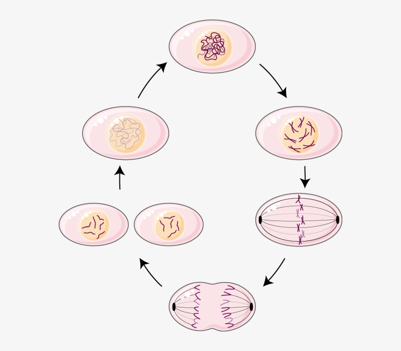 Genetics - Chromosome - Circle - 580x638 PNG Download - PNGkit