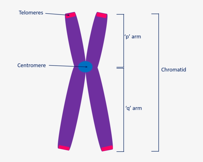 Download Transparent Structure Of A Chromosome Showing Two Identical ...