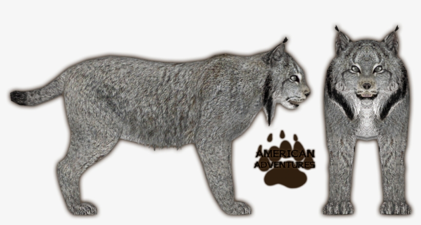 Canadian Lynx - Canadian Lynx Side View - 1024x628 PNG Download - PNGkit