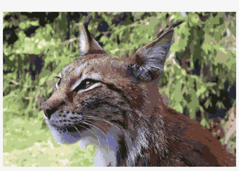 This Free Icons Png Design Of Lynx Lynx-4 - 2400x1604 PNG Download - PNGkit
