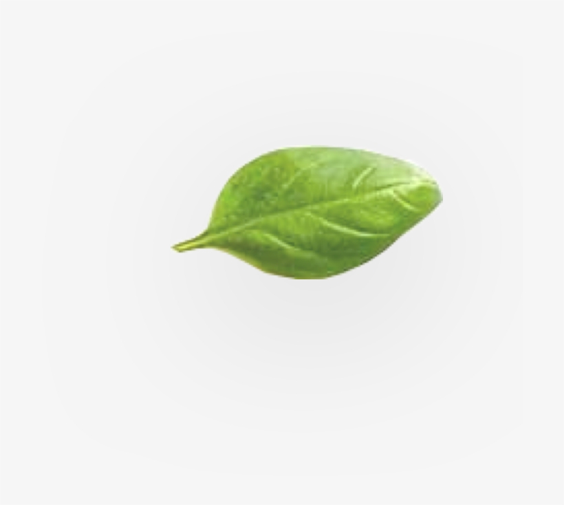 See Plans - Chard - 702x654 PNG Download - PNGkit