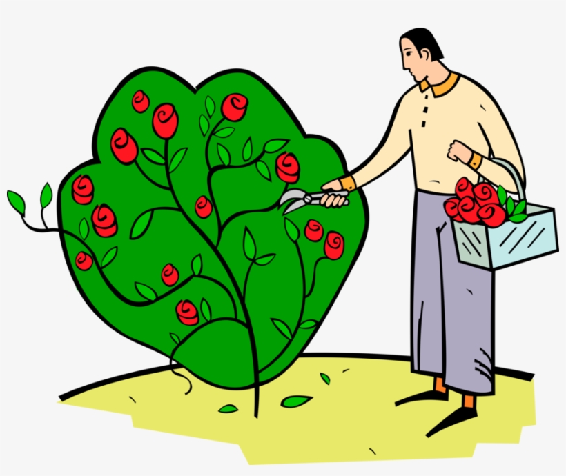 Vector Illustration Of Man Cuts Rose Flowers From Bush - Man Picking ...