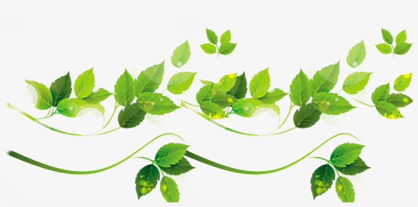 Vine Vector Plant Illustrator - Plants Vector Png - 1100x392 PNG ...