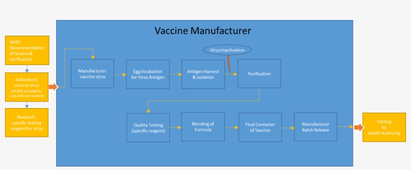 Flow Chart For Vaccine Production - - Diagram - 1403x514 PNG Download ...