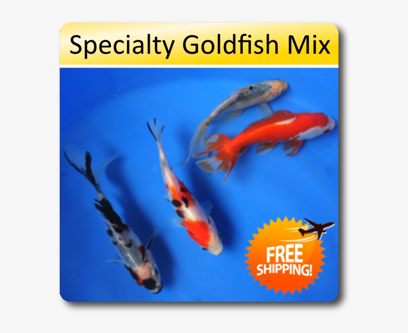 Specialty Goldfish Sampler [specialty Goldfish Mix] - Free Shipping ...