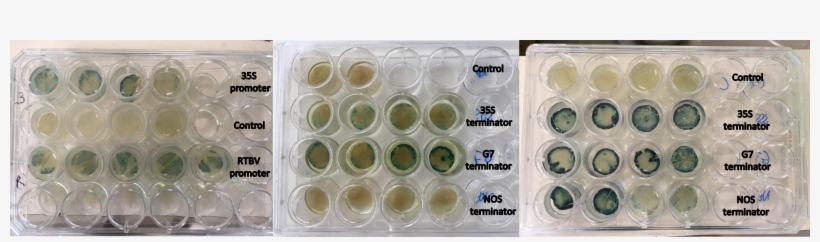 Results Using The Gus Reporter Gene - Watercolor Paint - 2922x722 PNG ...