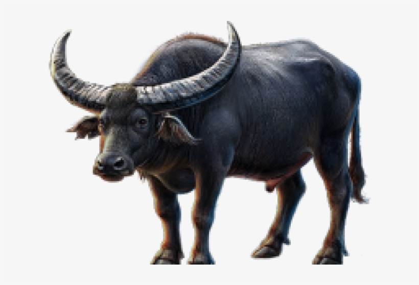 African Buffalo Clipart Transparent Background - Transparent Indian ...