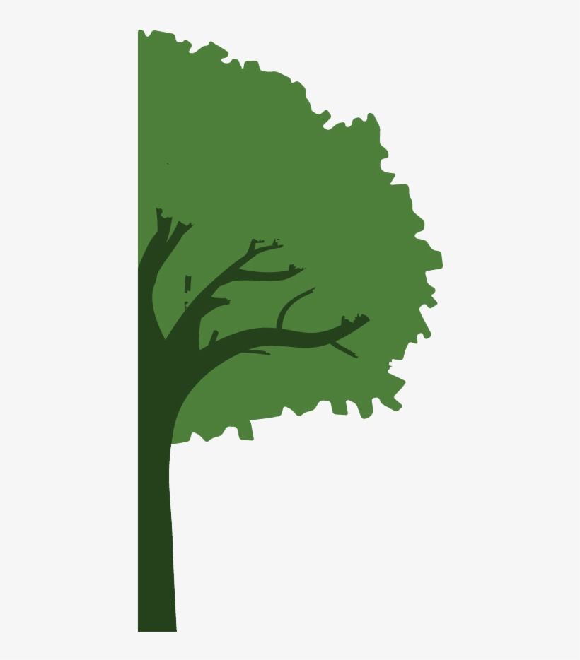 Tree - 469x897 PNG Download - PNGkit