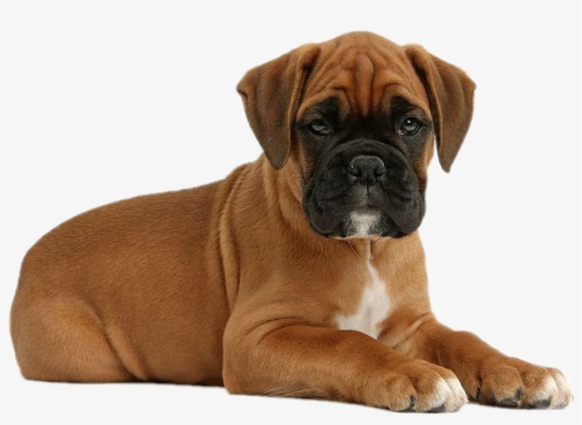 Cute Boxer Puppies - Boxer Puppy - 1024x1024 PNG Download - PNGkit