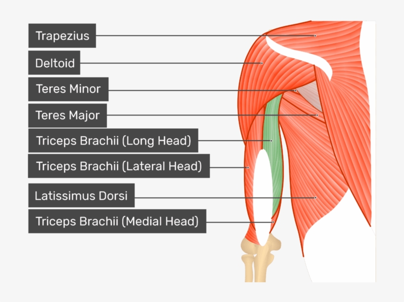 Posterior View Of The Shoulder And Arm Triceps Brachii - Teres Major ...