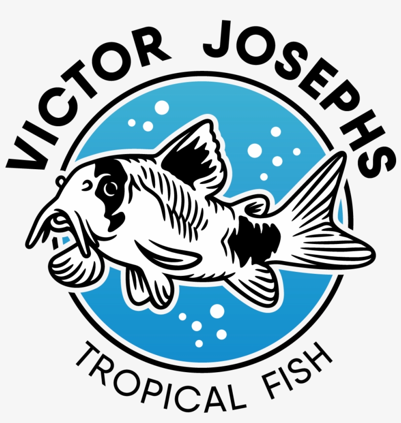 Victor Josephs Tropical Fish - Shark - 1029x1077 PNG Download - PNGkit