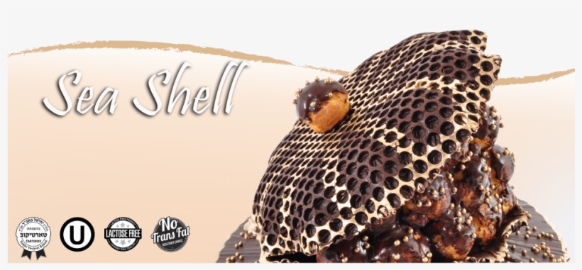 Download Transparent Banner Seashell 2 - Macro Photography - PNGkit