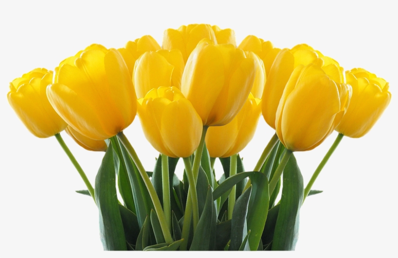 Download Transparent Yellow Tulip Free Png Image - Tulpen Png - PNGkit
