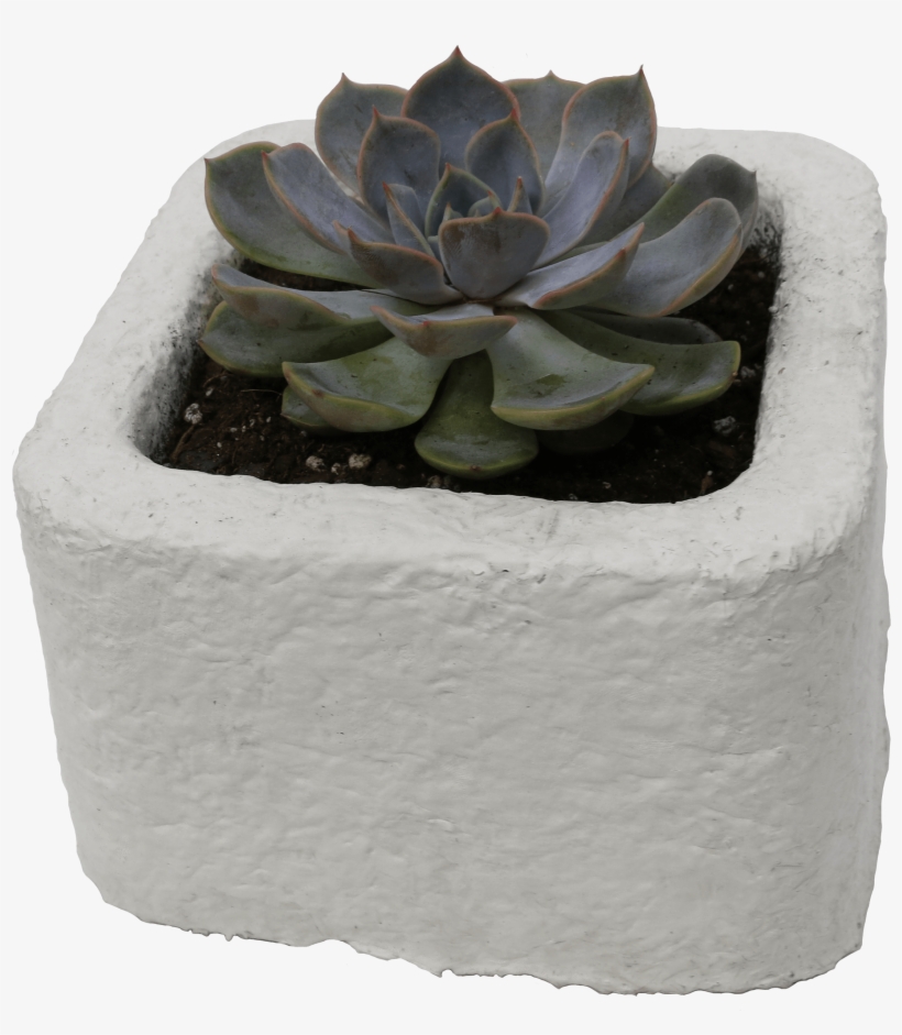 Mycofoam Square Planter Pot V=1531230088 - Mushroom - 2400x2400 PNG ...