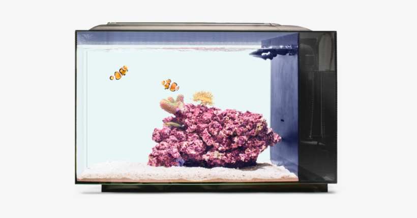 Biota Aquarium Tank Reefs - Biota Aquarium - 600x397 PNG Download - PNGkit