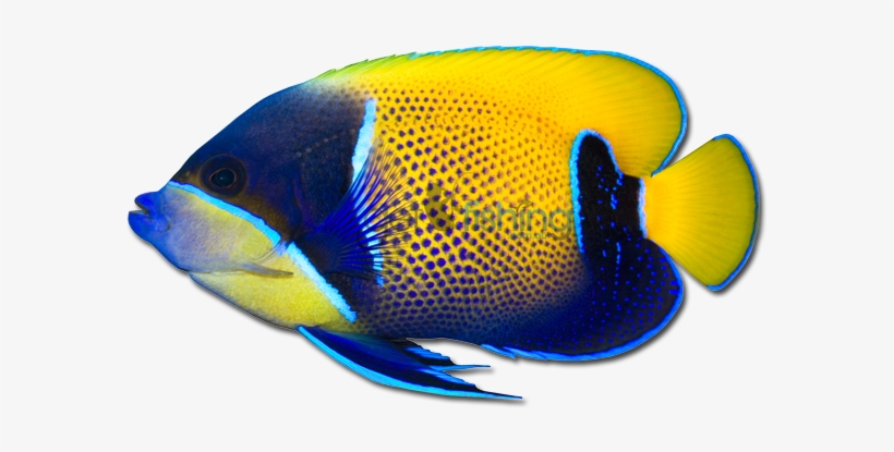 Angel Fish Png