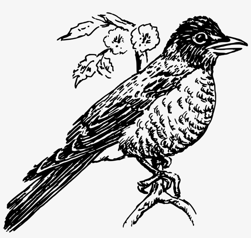 This Free Icons Png Design Of Robin 3 - 2399x2158 PNG Download - PNGkit