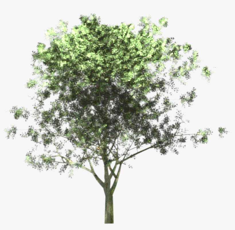 Anterior Siguiente - Backhousia Myrtifolia - 1000x1000 PNG Download ...