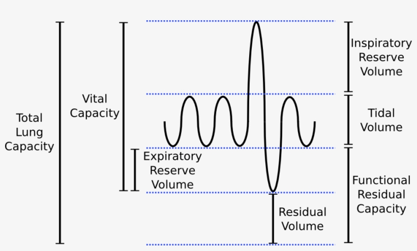 Lung Volumes - Inspiratory Reserve Volume Graph - 950x528 PNG Download ...