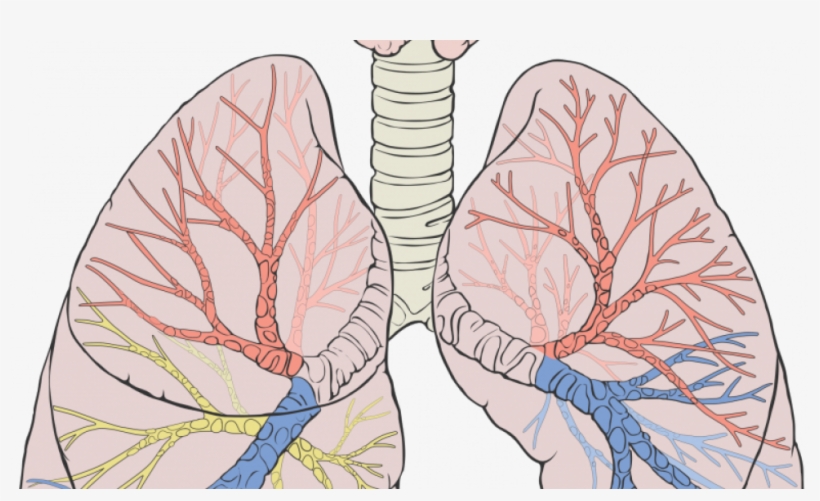 Download Transparent Understanding Copd And Its Effects On The Lungs ...