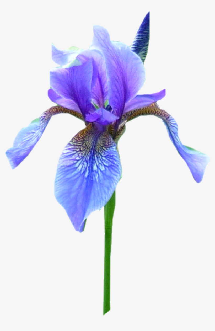 Iris Png - 800x1185 PNG Download - PNGkit