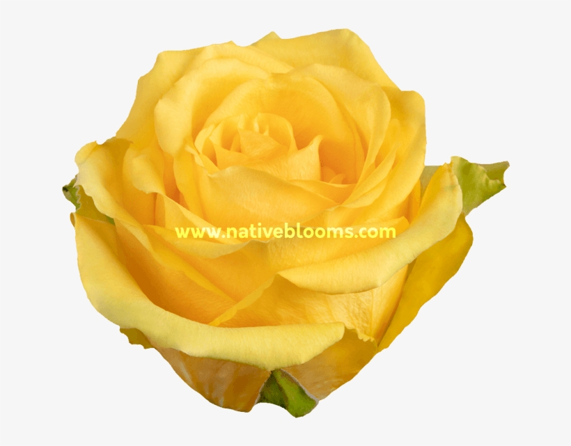 Idole Roses - Floribunda - 666x696 PNG Download - PNGkit