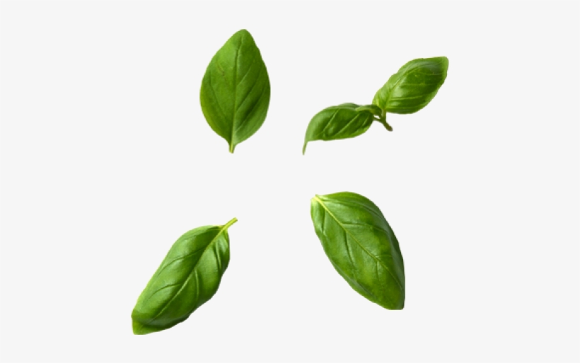 Download Transparent Basil Leaves - Basil Leaves Png - PNGkit