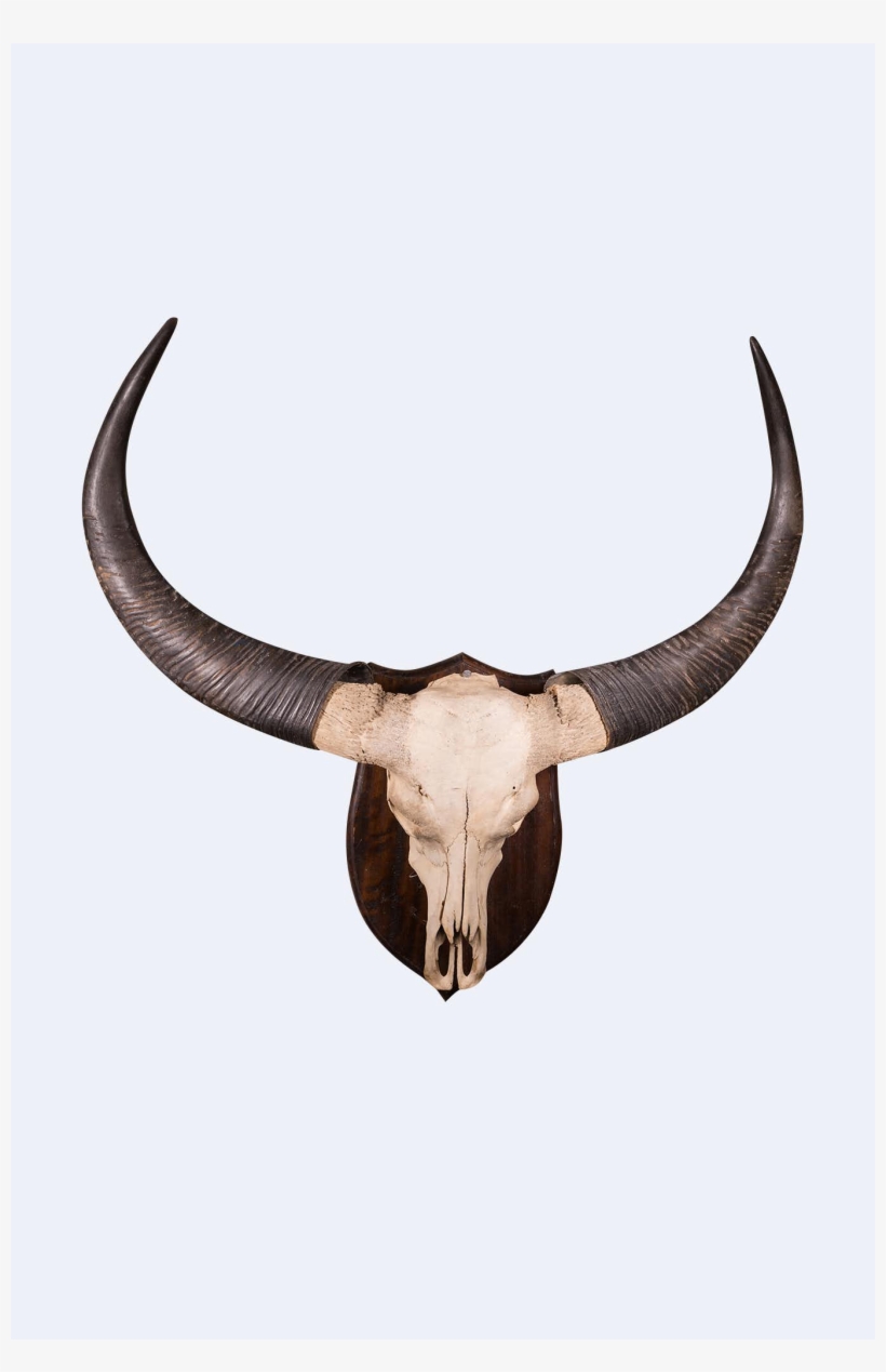 Size Guide - Bull - 1366x2048 PNG Download - PNGkit