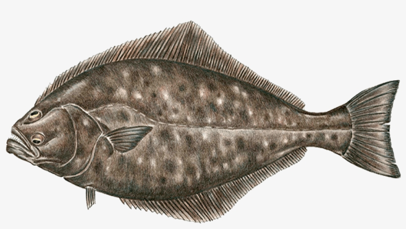 Pacific Halibut - Sole - 985x516 PNG Download - PNGkit