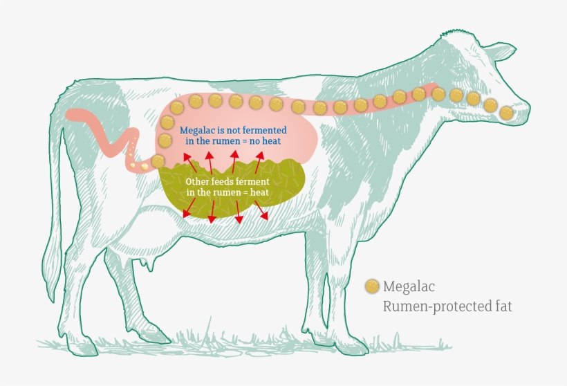Download Transparent Figure 1 Dietary Fats Reduce 'internal' Heat ...