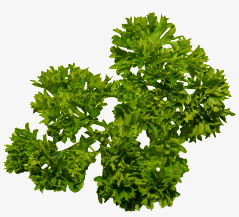 Download Transparent Parsley Png - Tree - PNGkit