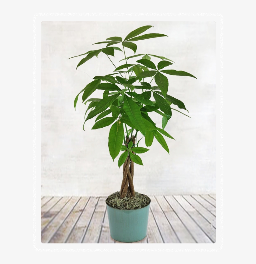 Money Tree - 648x792 PNG Download - PNGkit
