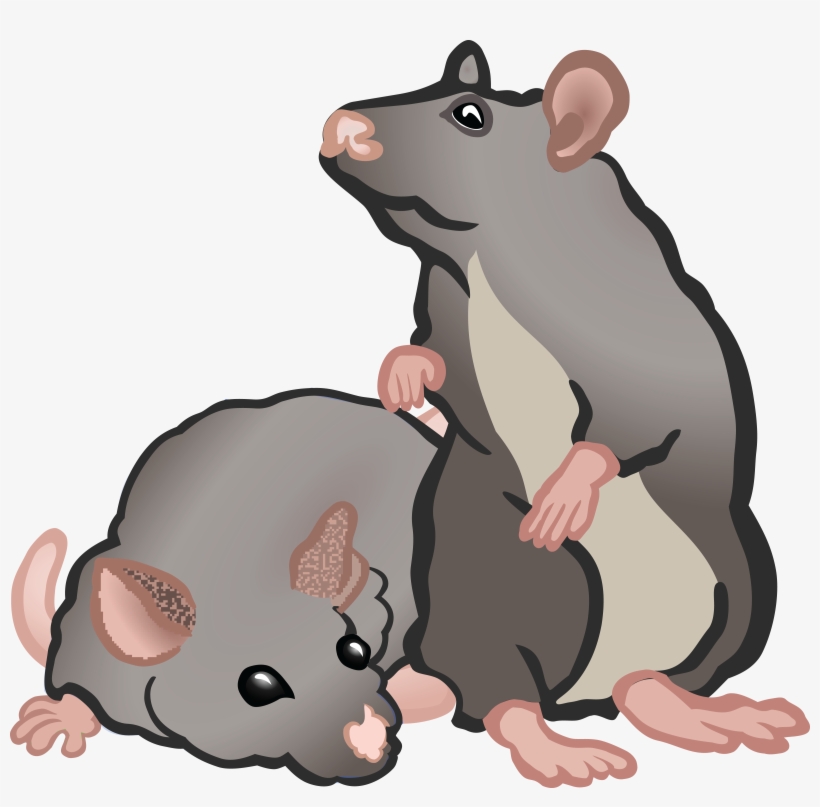 Rats Clipart - 4000x3742 PNG Download - PNGkit