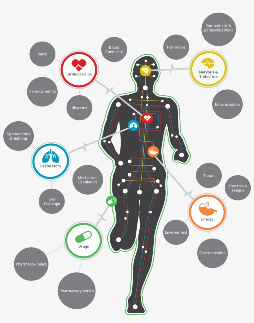 The Pulse Physiology Engine Is A Fork Of The Biogears - Physiology Png ...