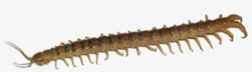 Download Transparent Loading Zoom - Millipedes - PNGkit