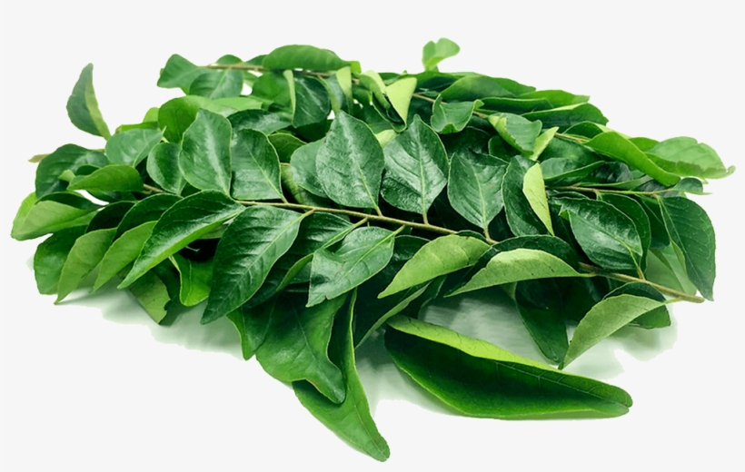 Download Transparent Curry-leaf - Transparent Curry Leaves Png - PNGkit