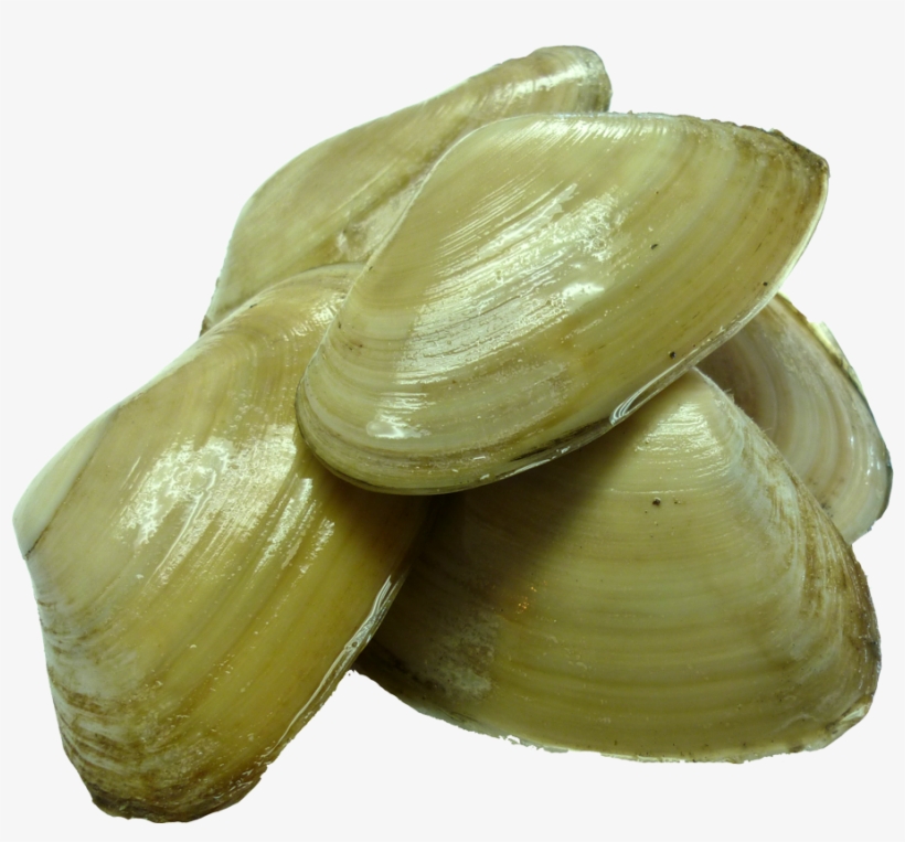 Tuatua For Taiapure - Tuatua Shellfish - 931x797 PNG Download - PNGkit